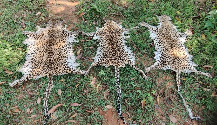 ରାୟଗଡ଼ା: ୩ କଲରାପତରିଆ ବାଘ ଛାଲ ଜବତ, ଜଣେ ଗିରଫ